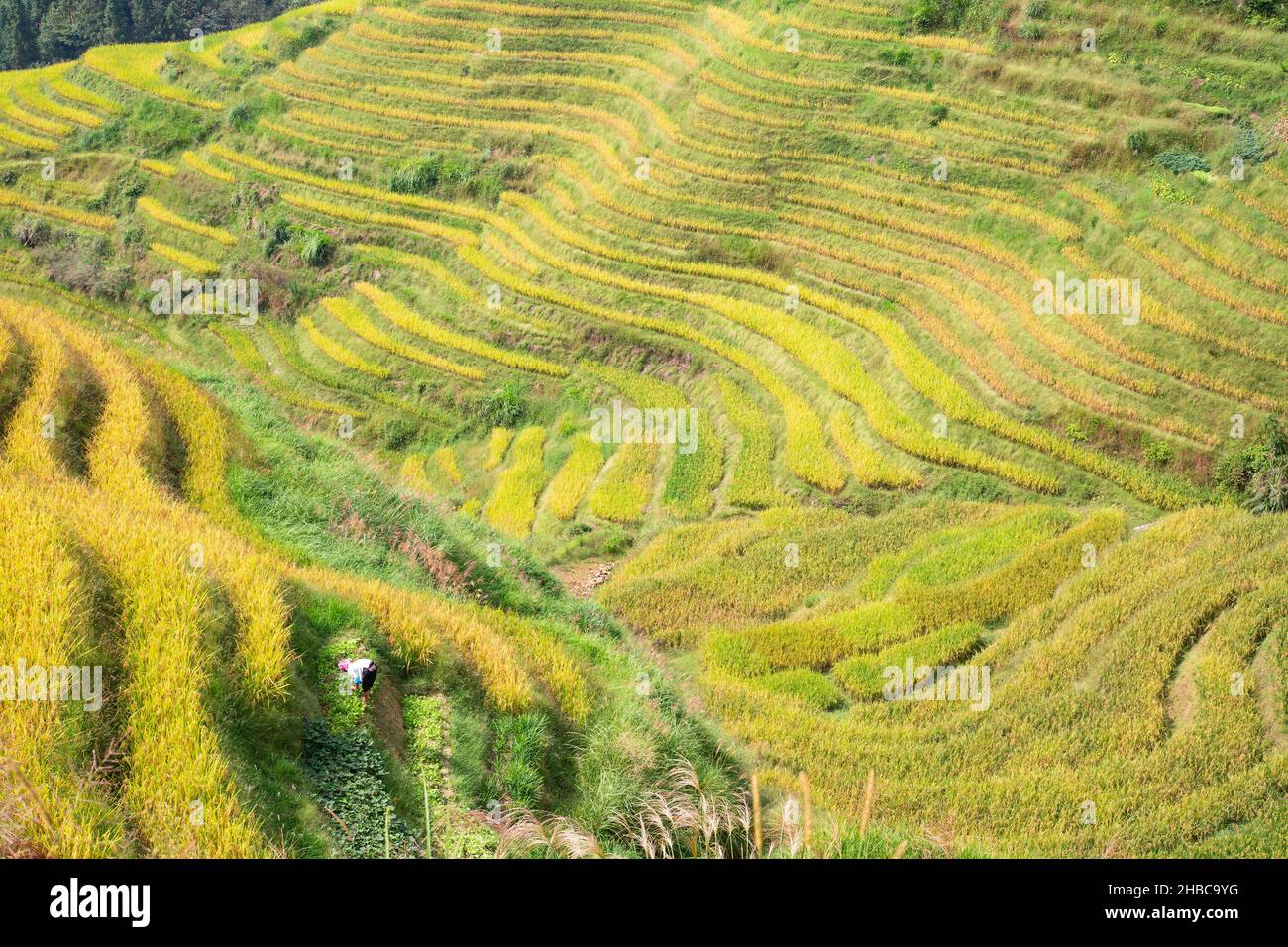 The Longsheng Rice Terraces(Dragon's Backbone) also known as Longji ...