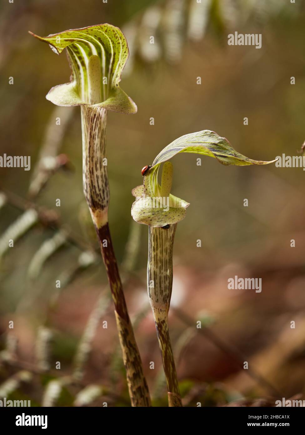 Himalayan insects hi-res stock photography and images - Alamy
