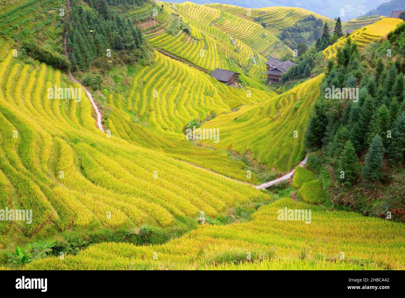 The Longsheng Rice Terraces(Dragon's Backbone) also known as Longji ...