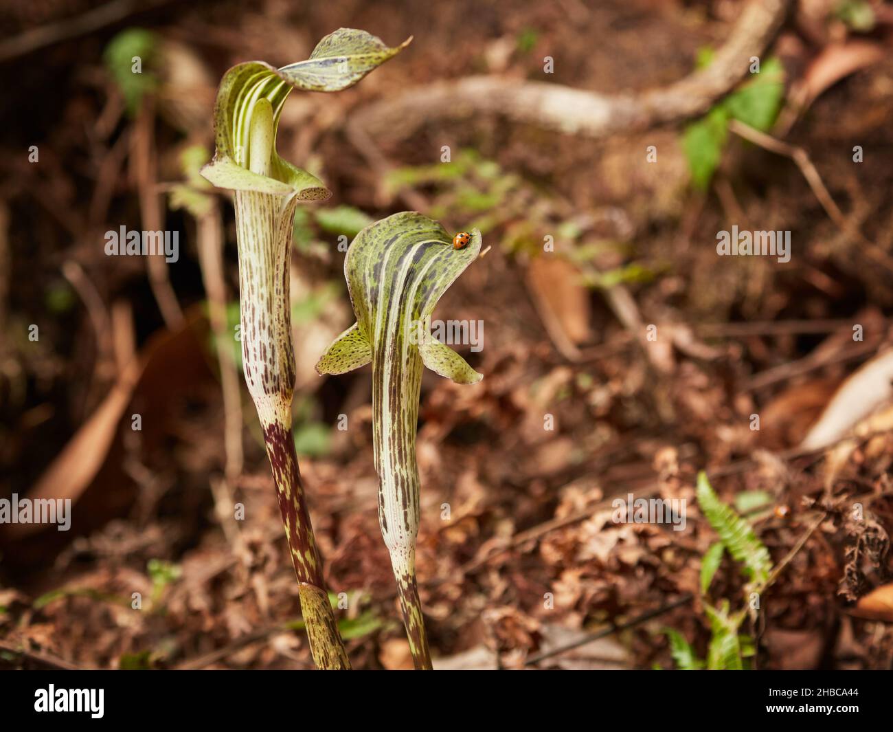 Himalayan insects hi-res stock photography and images - Alamy