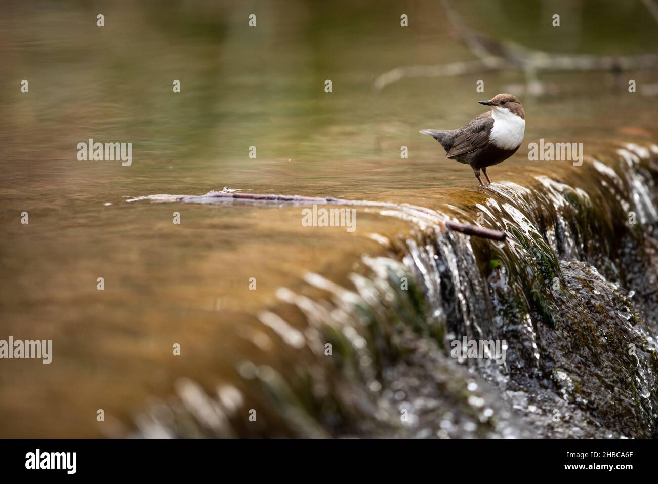 White-throated dipper (Cinclus cinclus) sitting on a stone. Diving bird ...