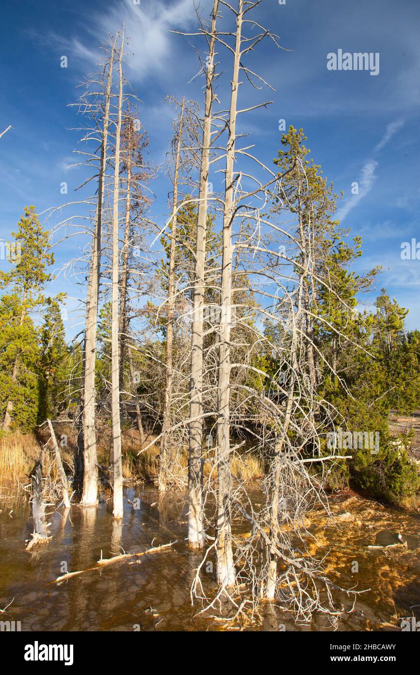 Lower geyser basin in the Yellowstone National park, USA Stock Photo ...