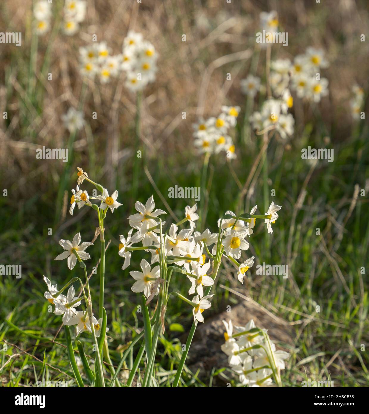 Israeli flower hi-res stock photography and images - Alamy