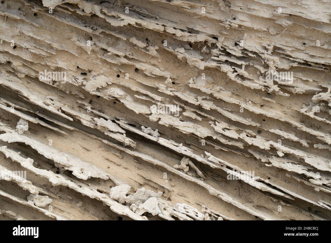 A close up view of grainstone, or kurkar rocks, typical of the ...