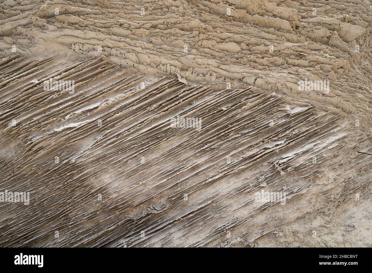 A close up view of grainstone, or kurkar rocks, typical of the ...