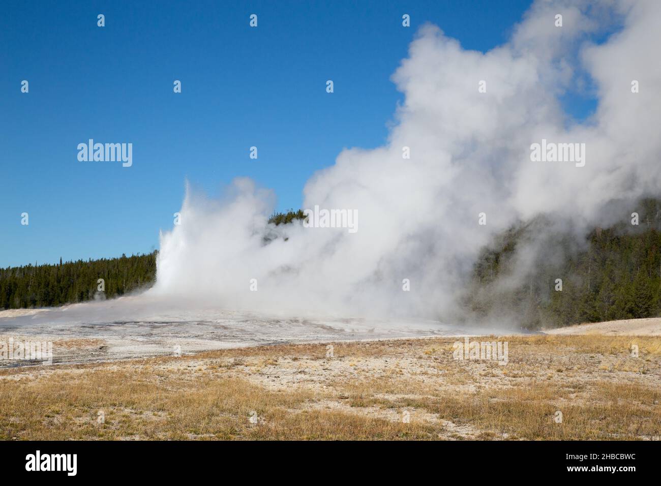 Geyser eruption in the Yellowstone national park, USA Stock Photo - Alamy