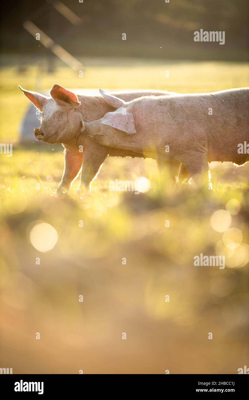 Pigs eating on a meadow in an organic meat farm - wide angle lens shot ...