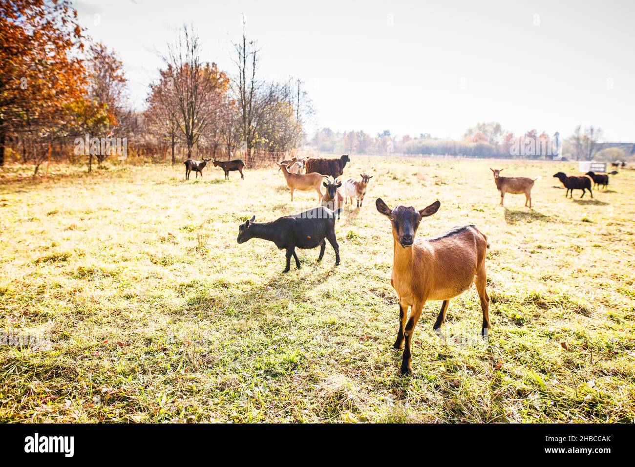 Cute goats on an organic farm, looking happy, grazing outdoors ...