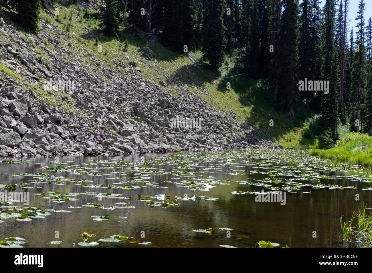 Beautiful view of a river flowi through the forest Stock Photo - Alamy