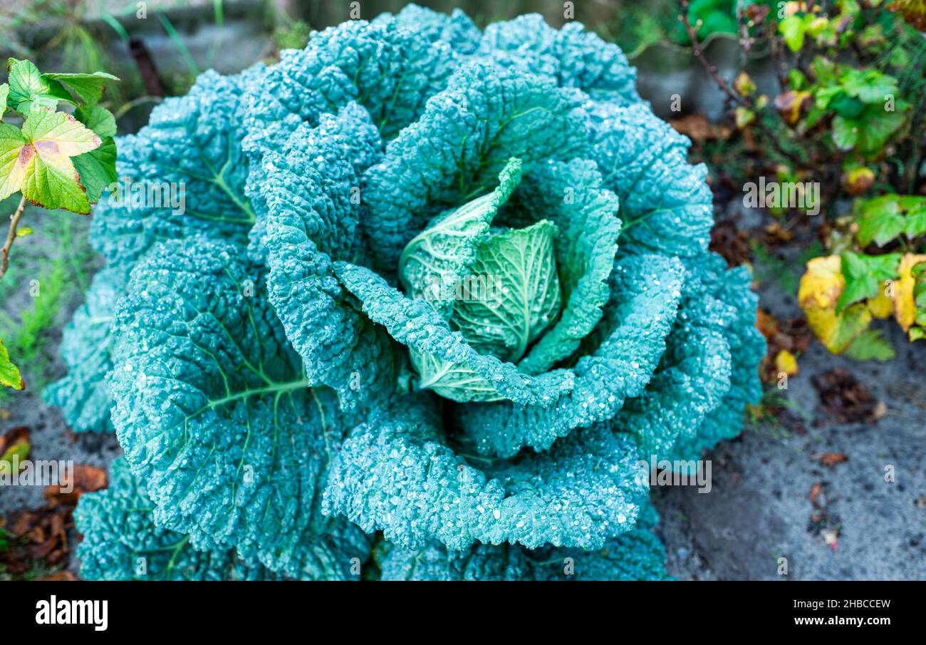Big green head of cabbage with holes on broad leaves growing on ground ...