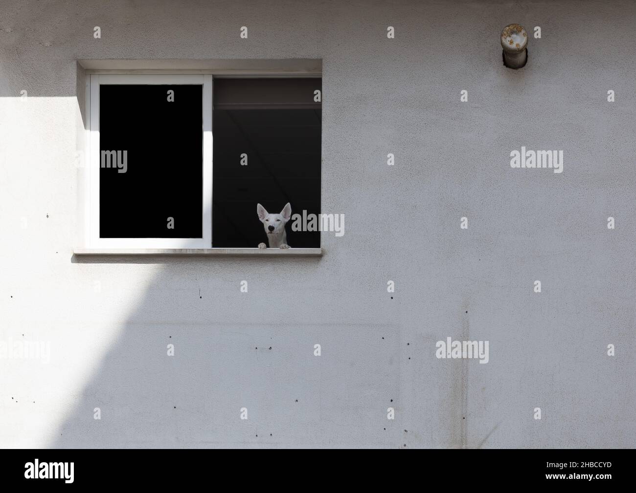 White dog looking outside from a window of a building Stock Photo - Alamy