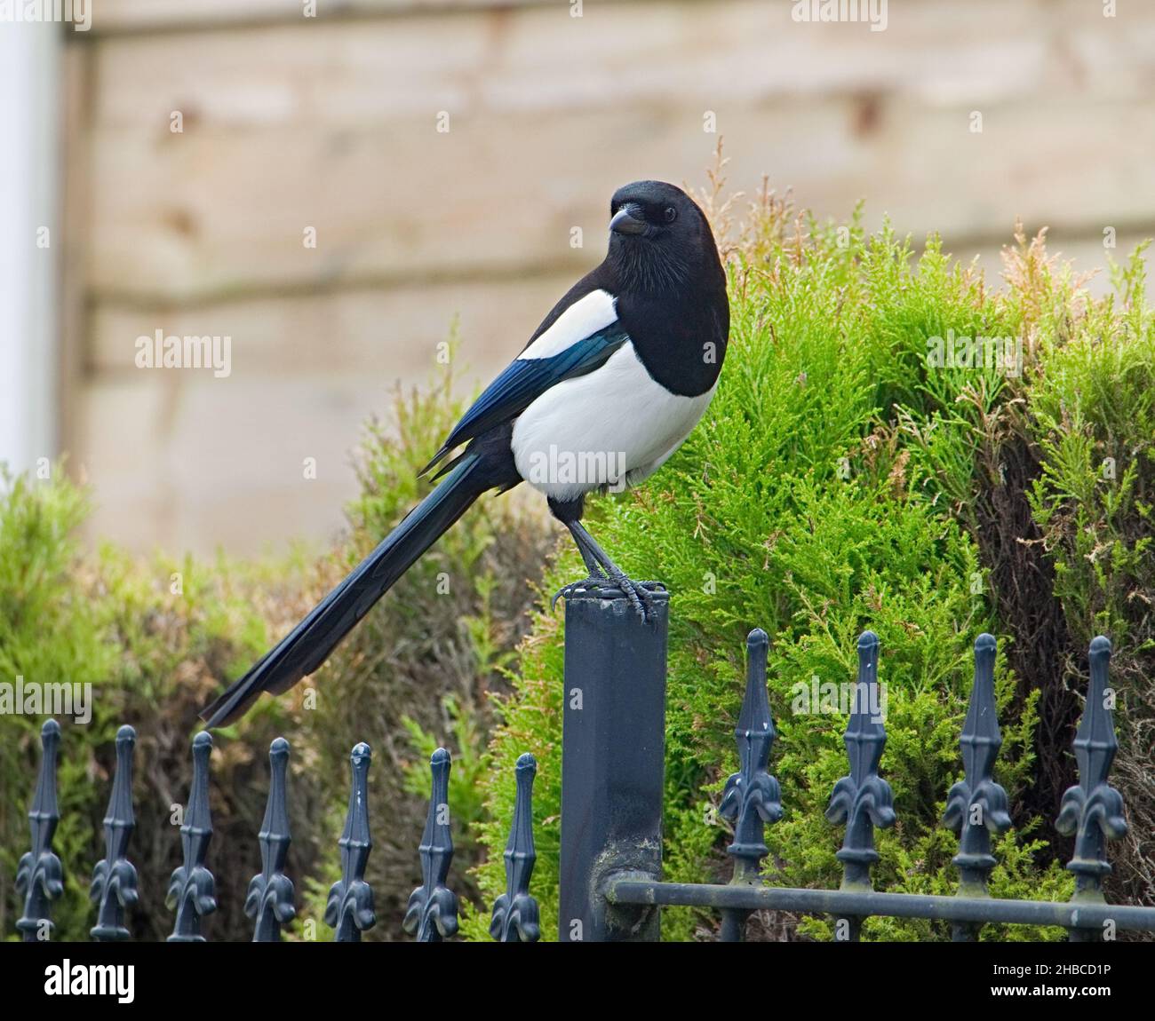 Magpie Bird Sitting On Garden Fence Stock Photo - Alamy