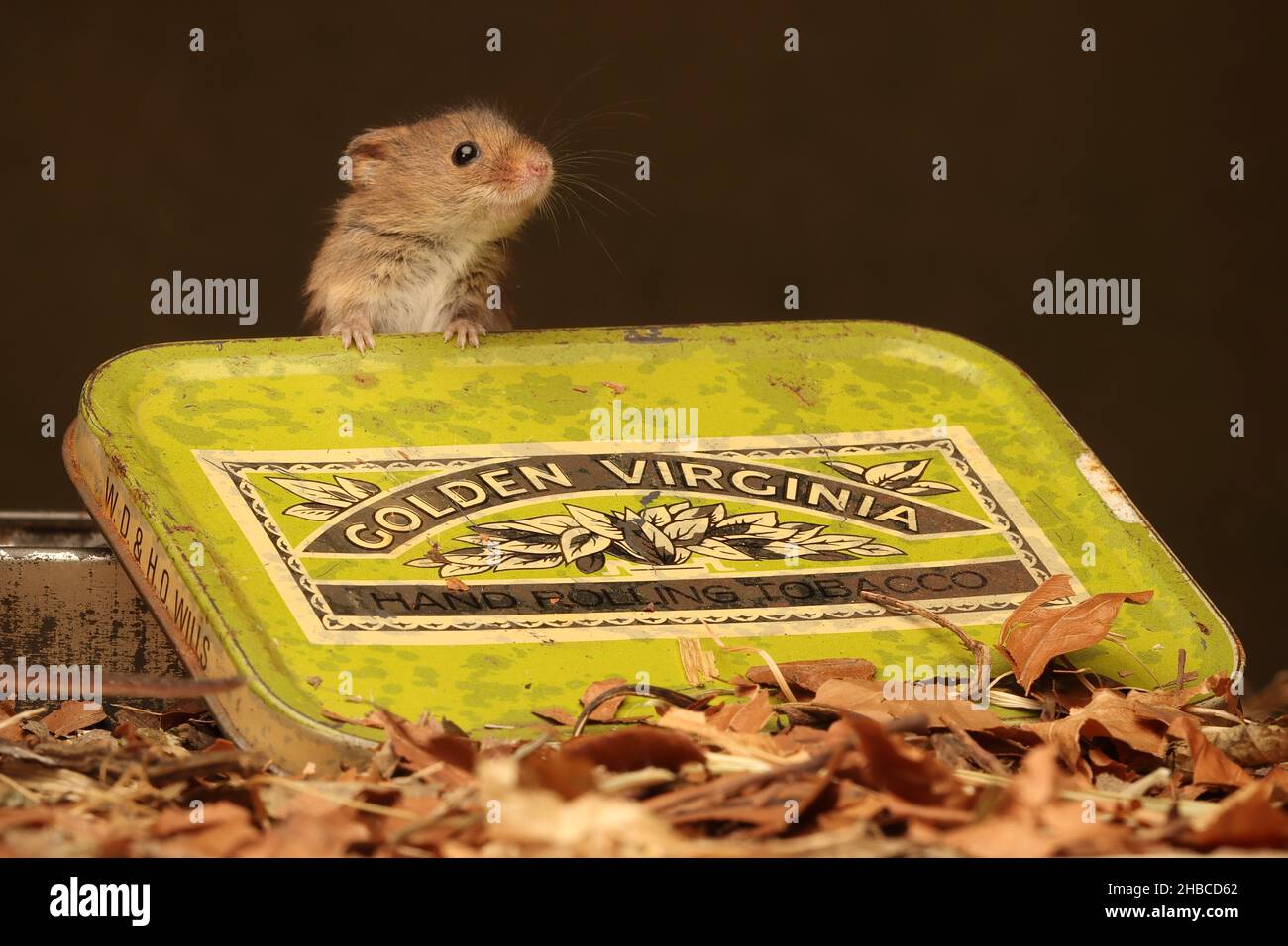 Harvest Mouse taken at Wild Arena Studios, Knowsley Safari Park Stock ...