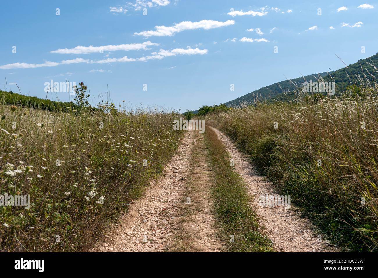 Pathway going through the green fields Stock Photo - Alamy