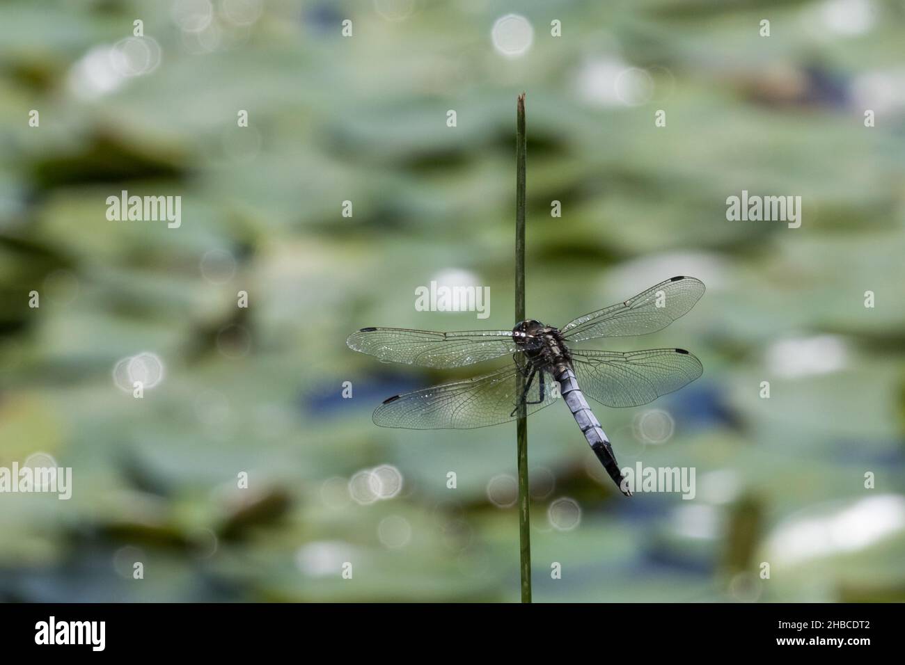 Dragonfly with wings spread hi-res stock photography and images - Alamy
