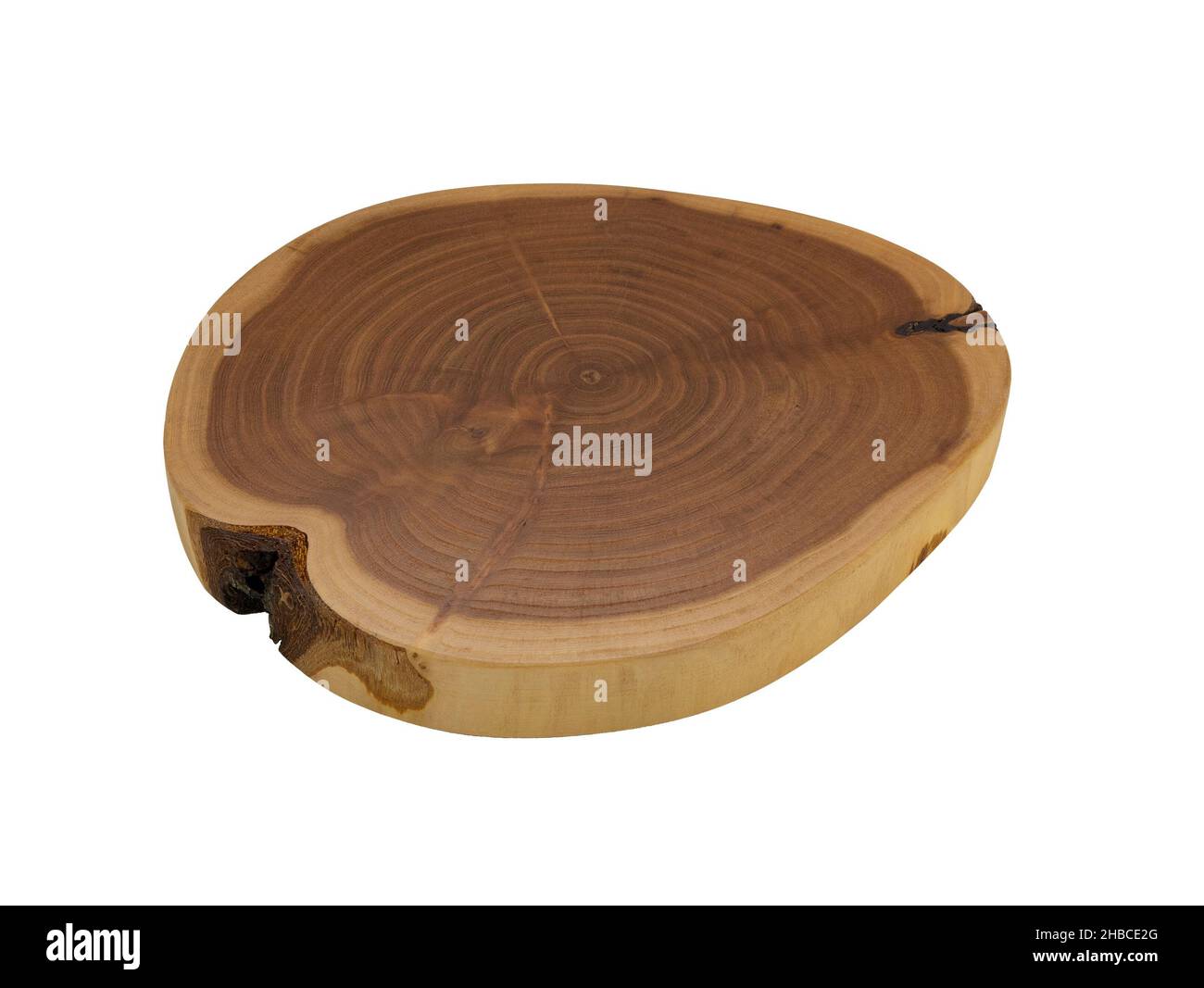 Isolated tree cross section with concentric lines and almost without ...