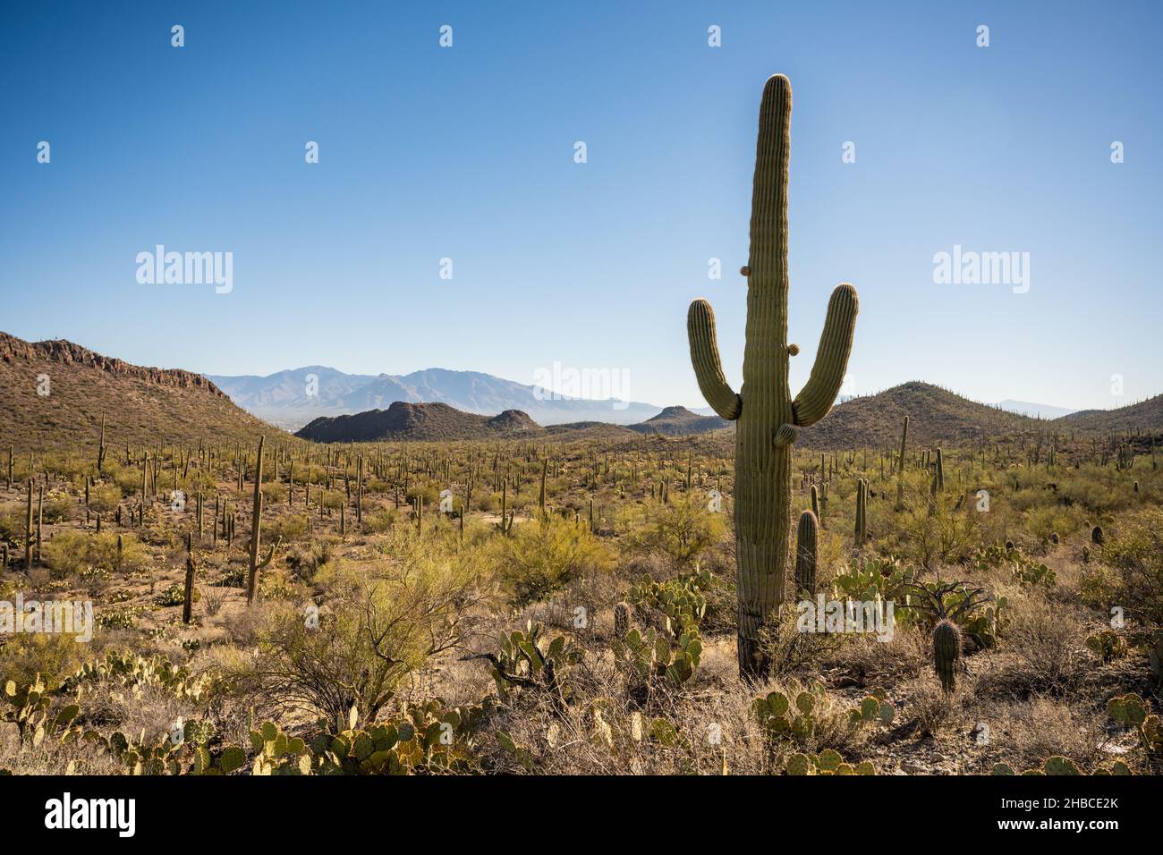 Saguaro Cactus With New Growth Looks Over Desert in Sonoran Desert ...