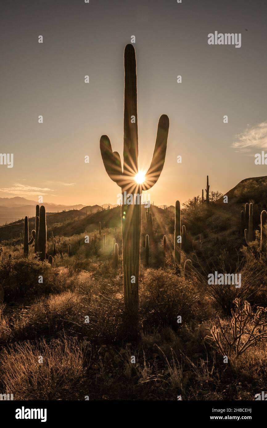 Sunburst Pops Through The Arm of A Saguaro Cactus in Arizona desert ...