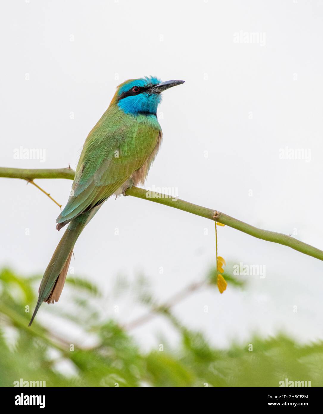 Arabian Green Bee Eater sitting on a tree in Jordan Stock Photo - Alamy
