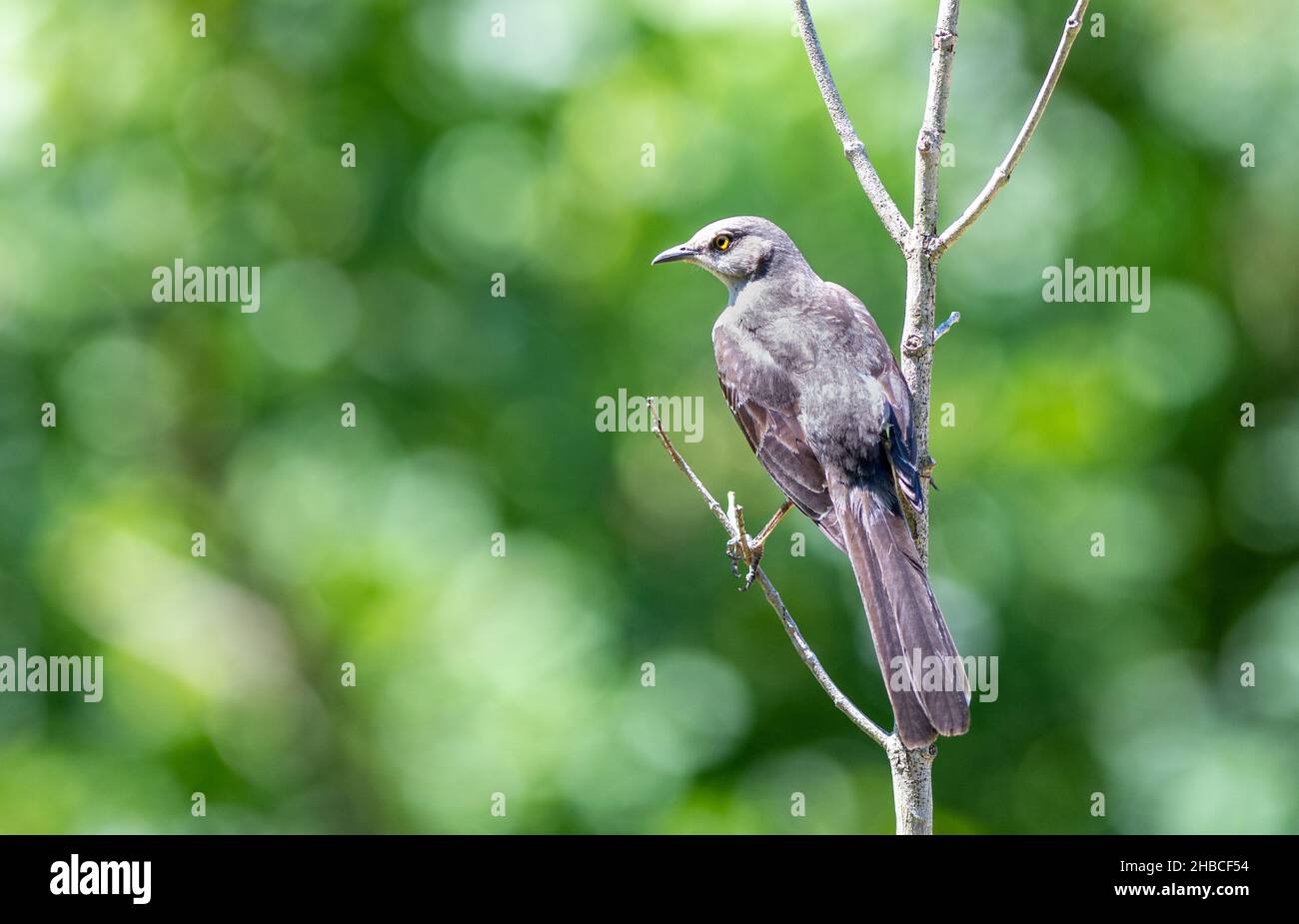 Northern Mockingbird on a tree in Arkansas Stock Photo - Alamy
