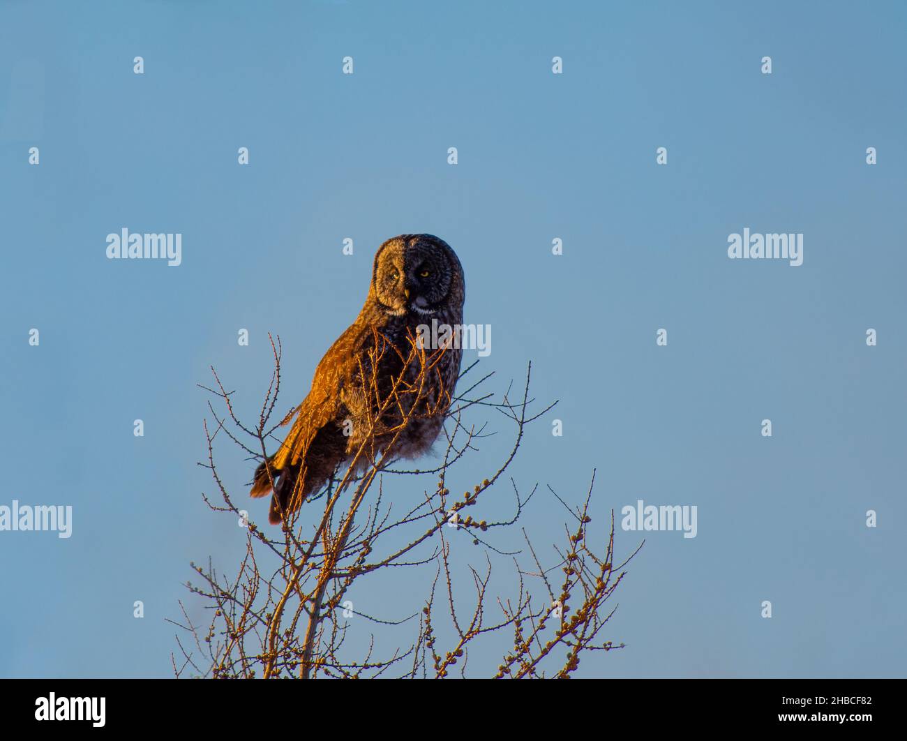 Great Gray Owl Landing High Resolution Stock Photography and Images - Alamy
