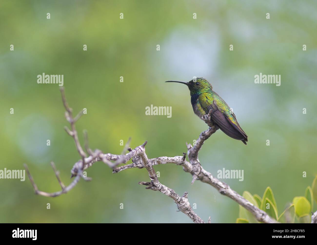 Puerto rican birds hi-res stock photography and images - Alamy