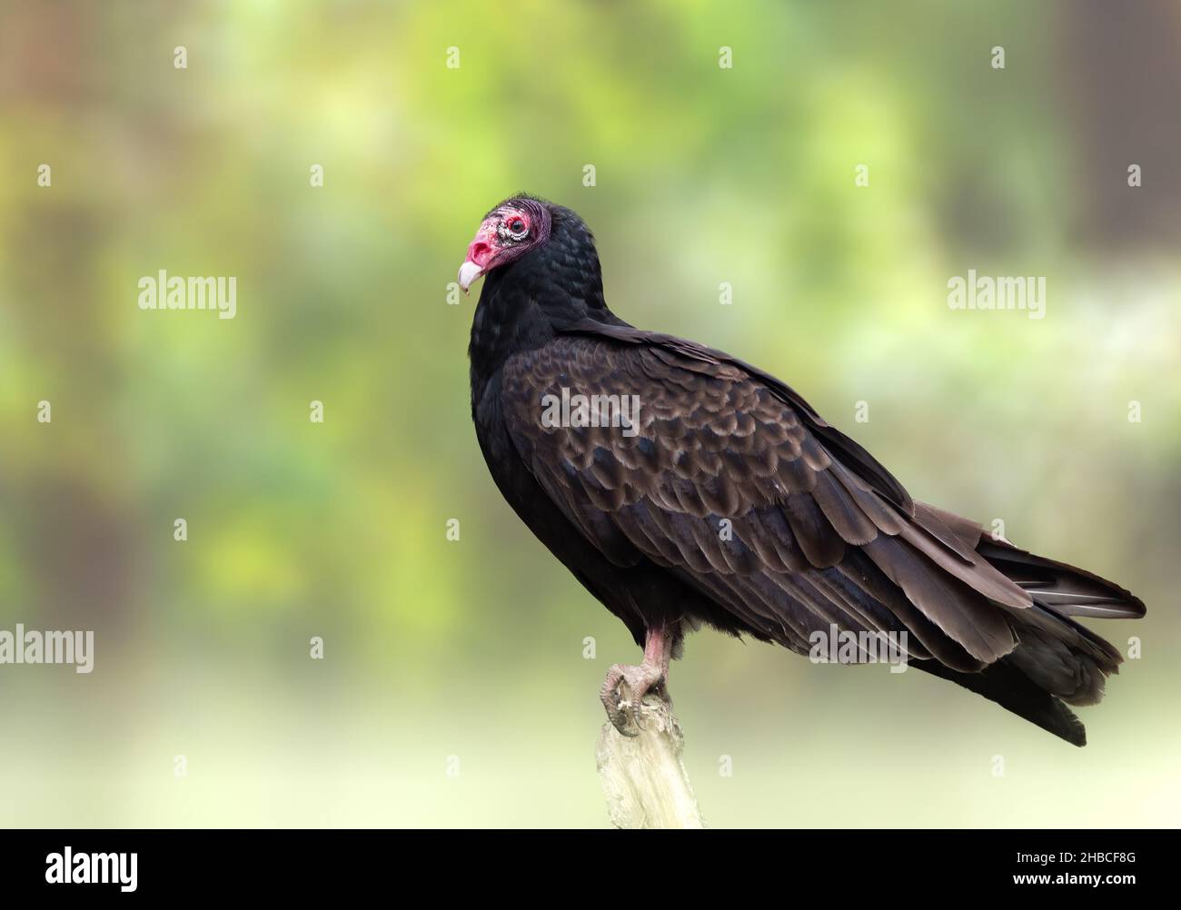 Turkey Vulture perched on a tree Stock Photo - Alamy