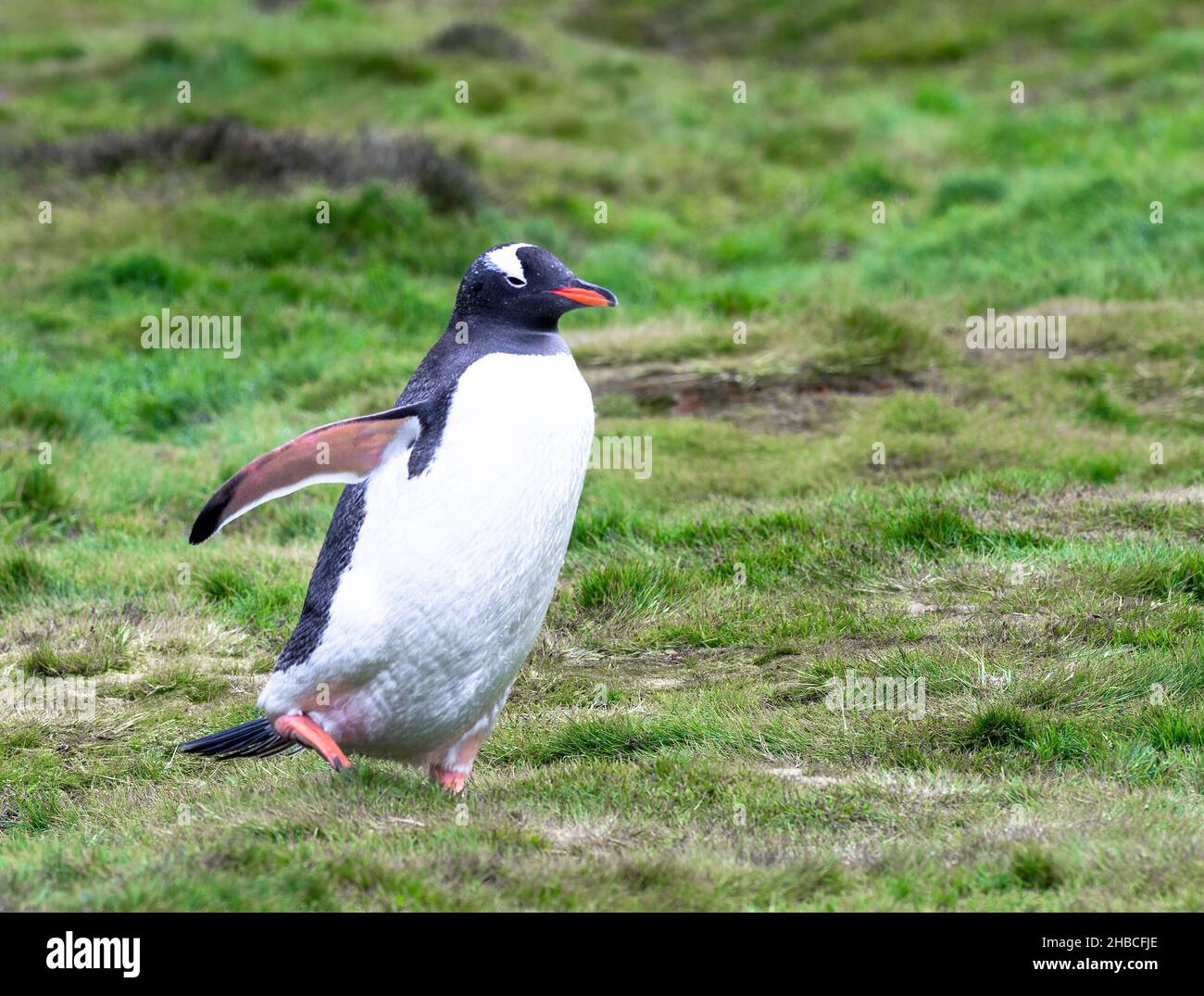 White beak rush hi-res stock photography and images - Alamy