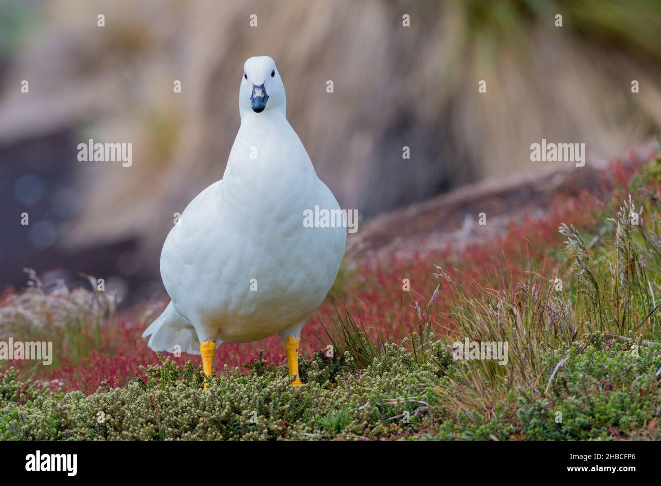Kelp Goose foraging for food Stock Photo - Alamy