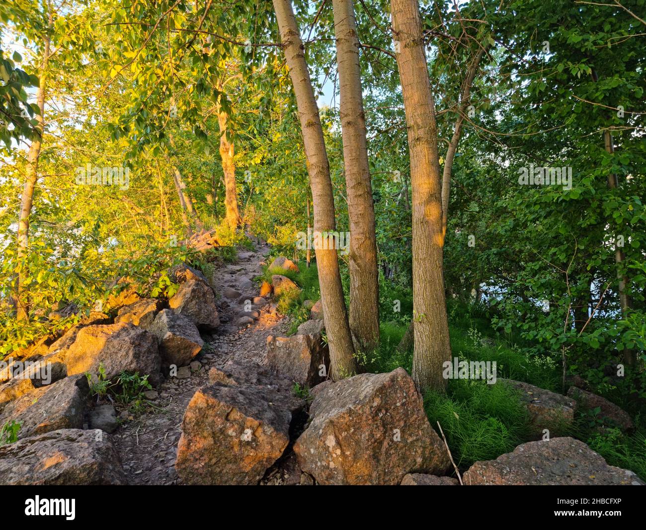 Trees in a summer forest with large stone formations on a mountainside ...
