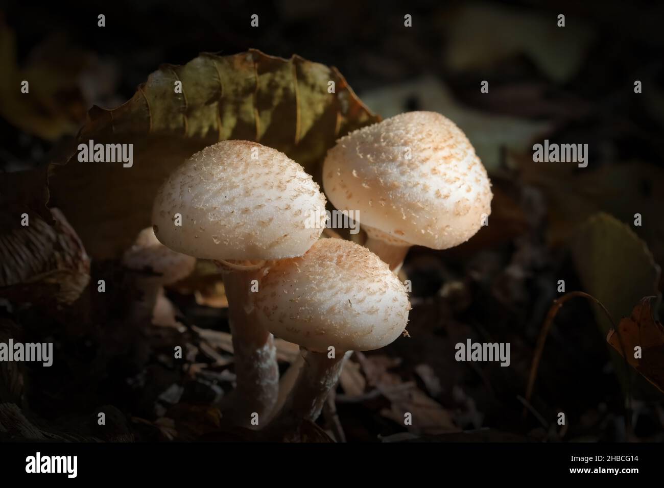 Three young honey mushroom under light beam in dark forest Stock Photo ...