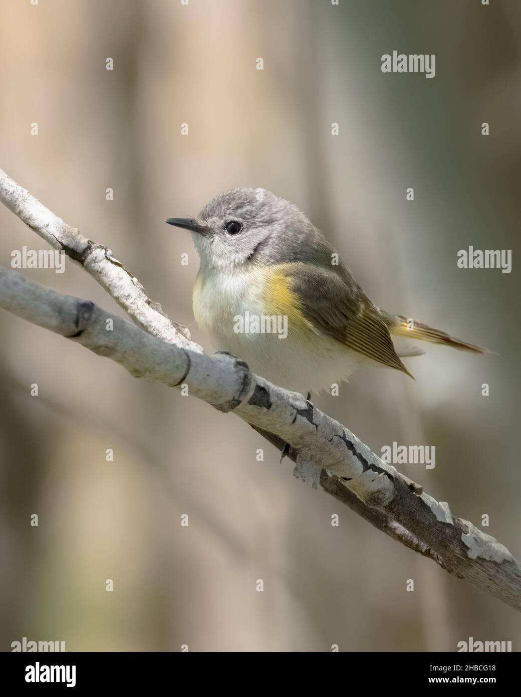 American warbler cute bird hi-res stock photography and images - Alamy
