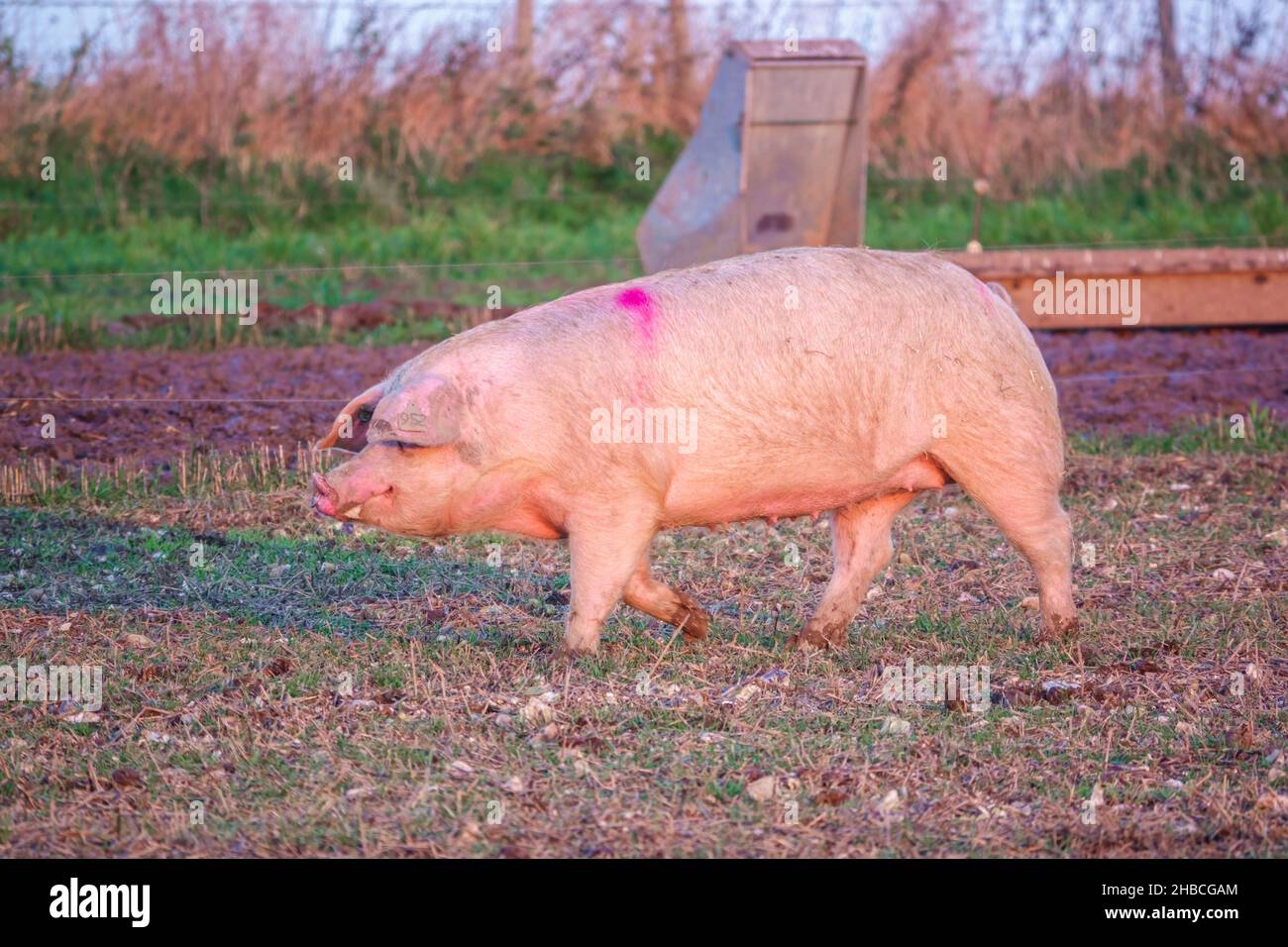 Dutch landrace sow pig in late afternoon sunset lighting, wanders about ...