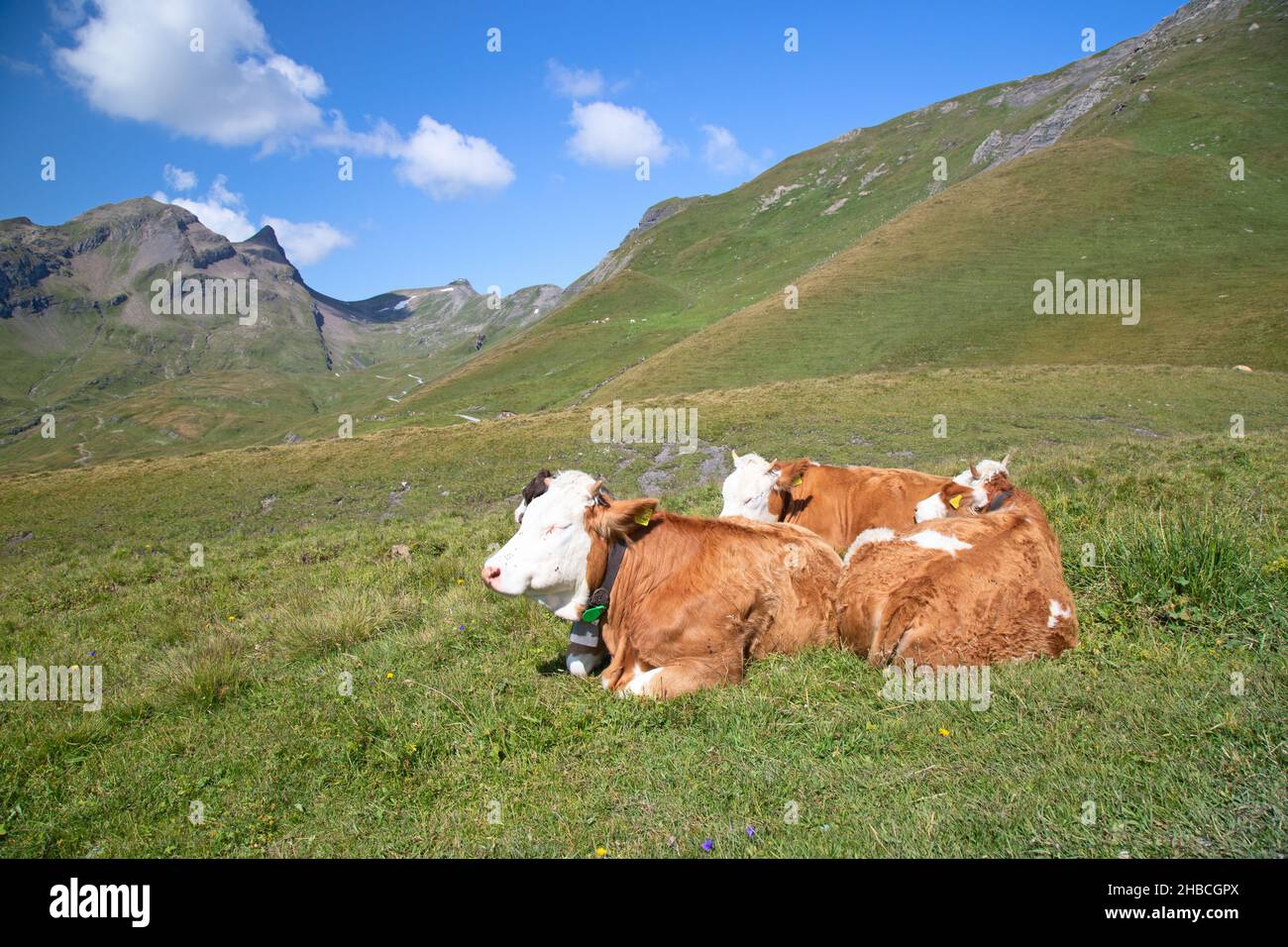 Swiss cow in the alps Stock Photo - Alamy