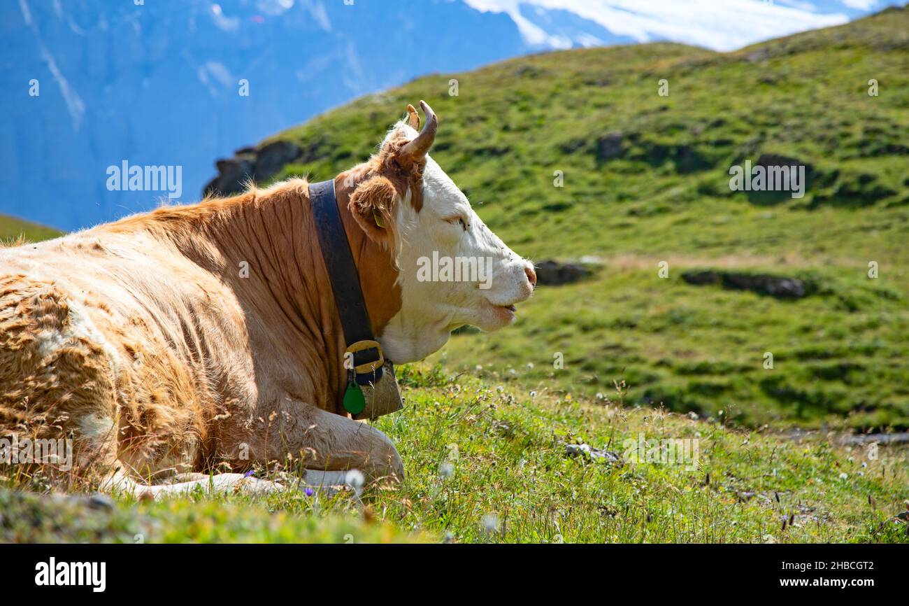 Swiss cow in the alps Stock Photo - Alamy