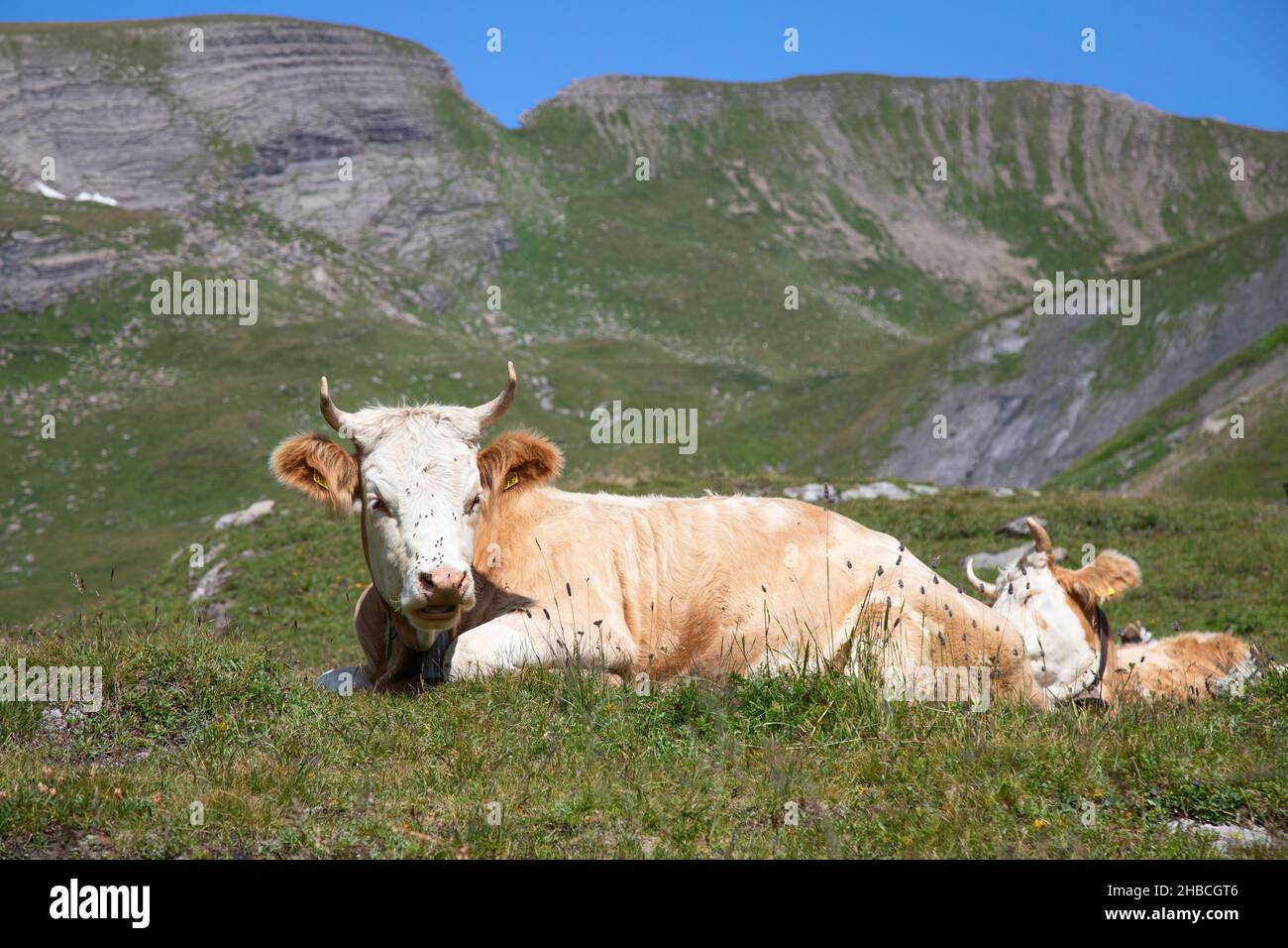 Swiss cow in the alps Stock Photo - Alamy