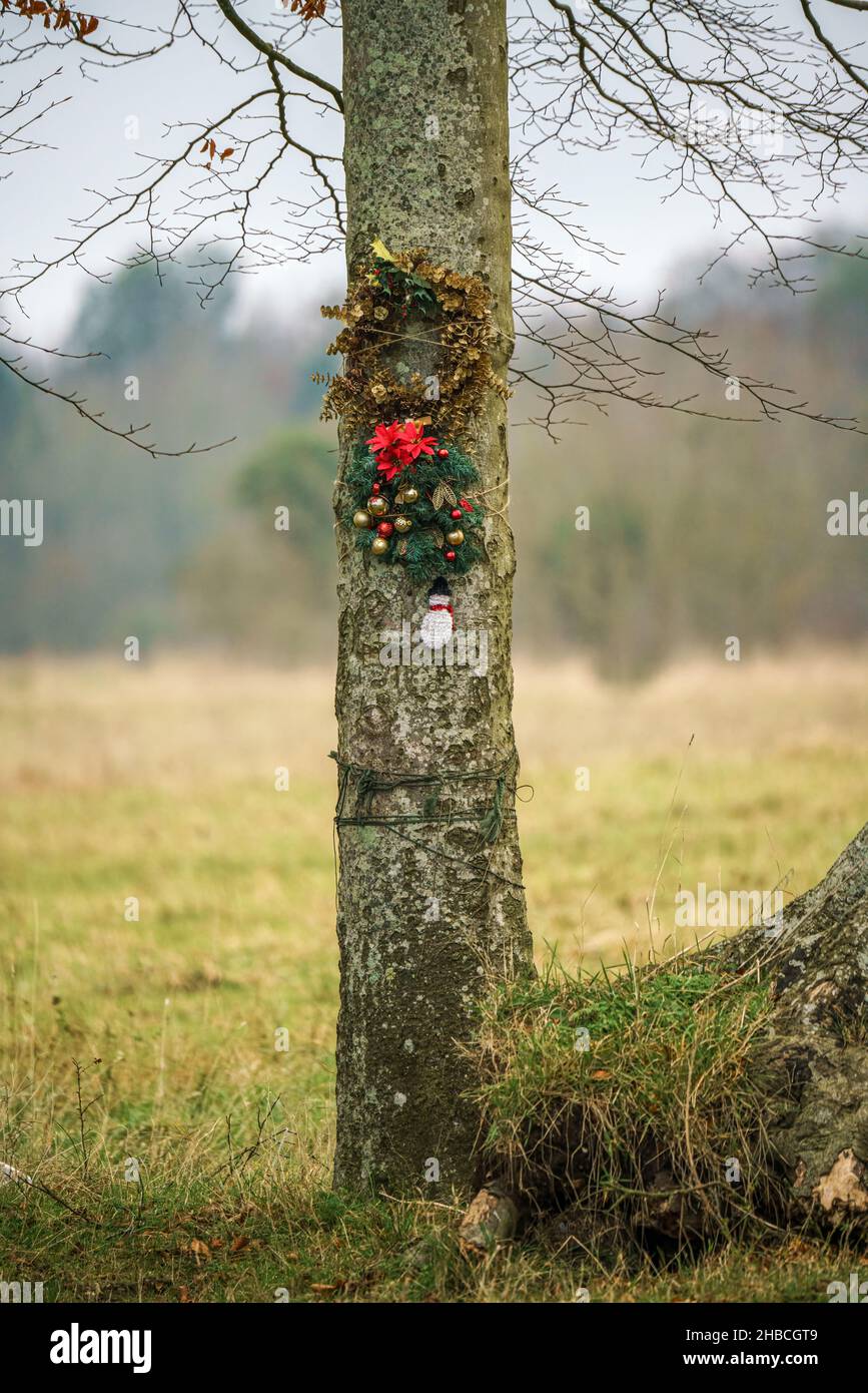 Old holly tree uk wood hi-res stock photography and images - Alamy