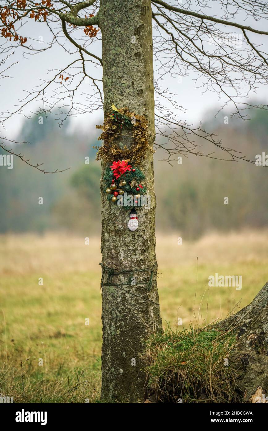 Old holly tree uk wood hi-res stock photography and images - Alamy