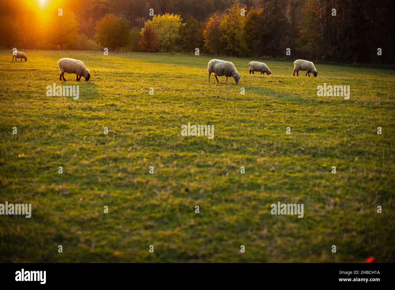 Sheep grazing on lush green pastures in warm evening light Stock Photo ...