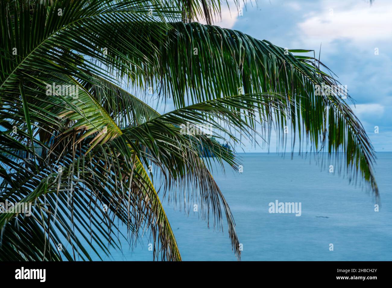 Tropical tree branch with a background of clouds over the sea water ...