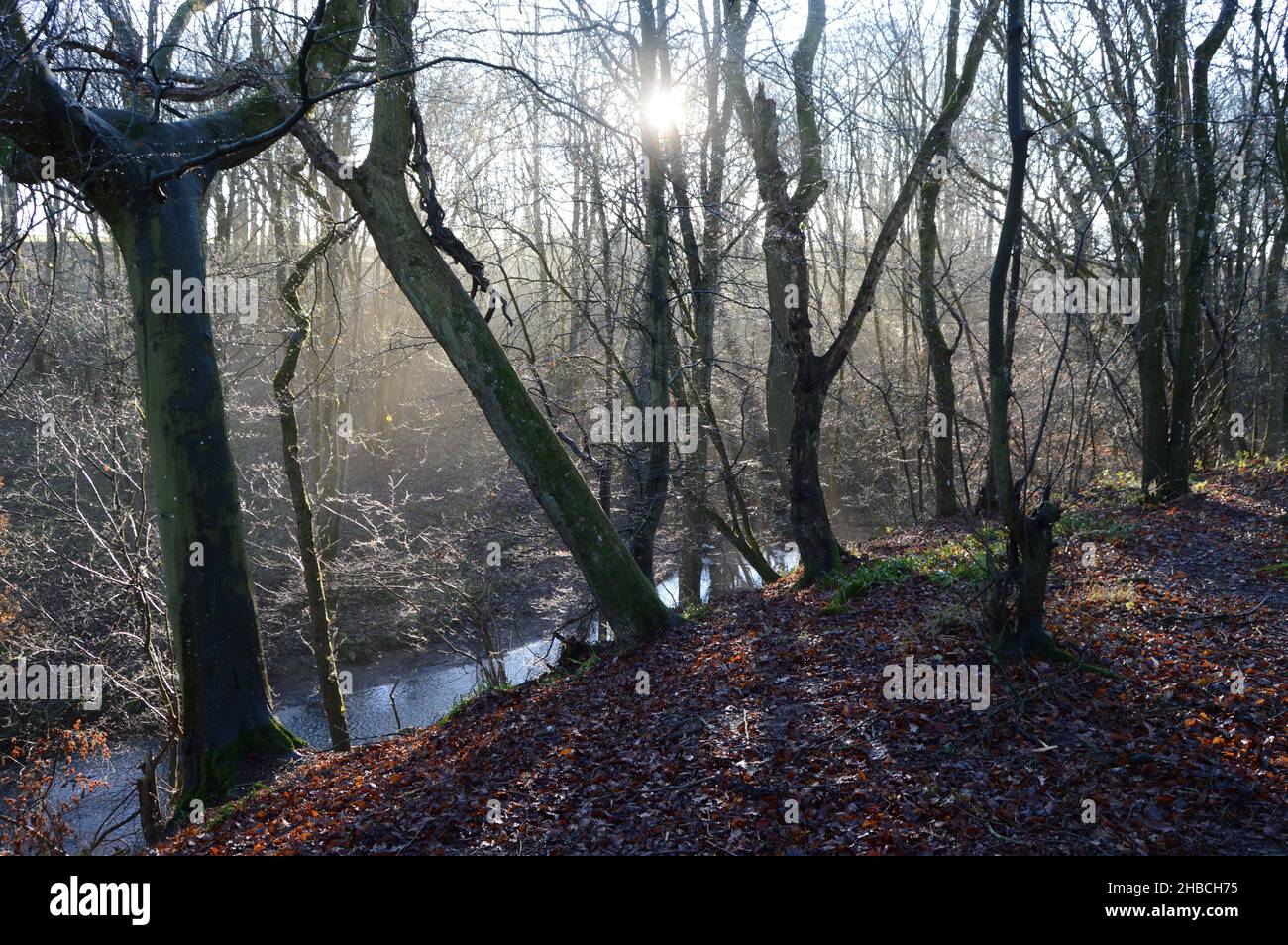 Sun breaking through mist at Craighall Den, Ceres, Fife, December 2021 ...
