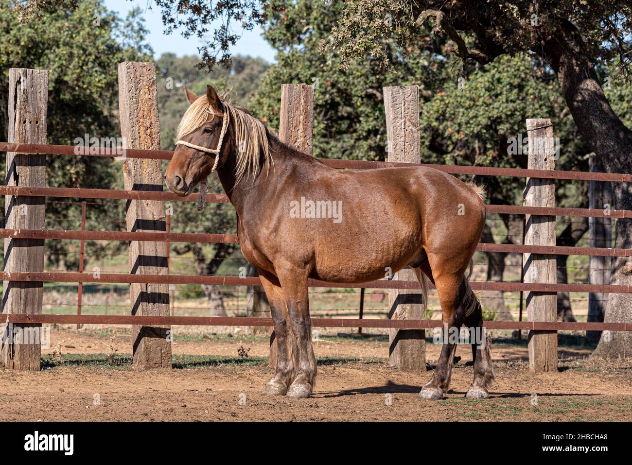 Spanish thoroughbred horse at the ranch Stock Photo - Alamy