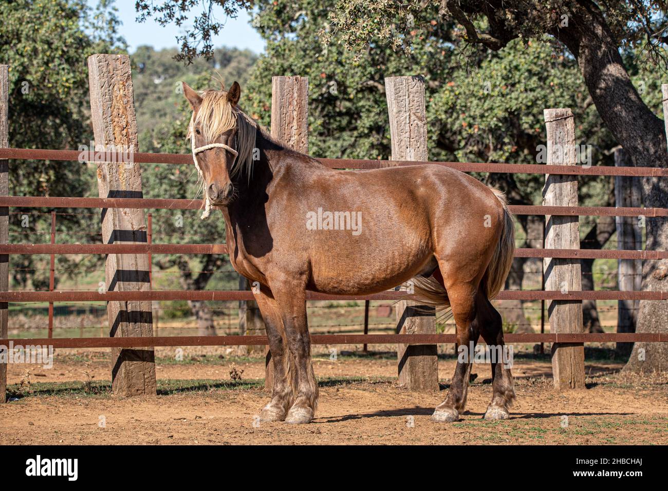Spanish thoroughbred horse at the ranch Stock Photo - Alamy