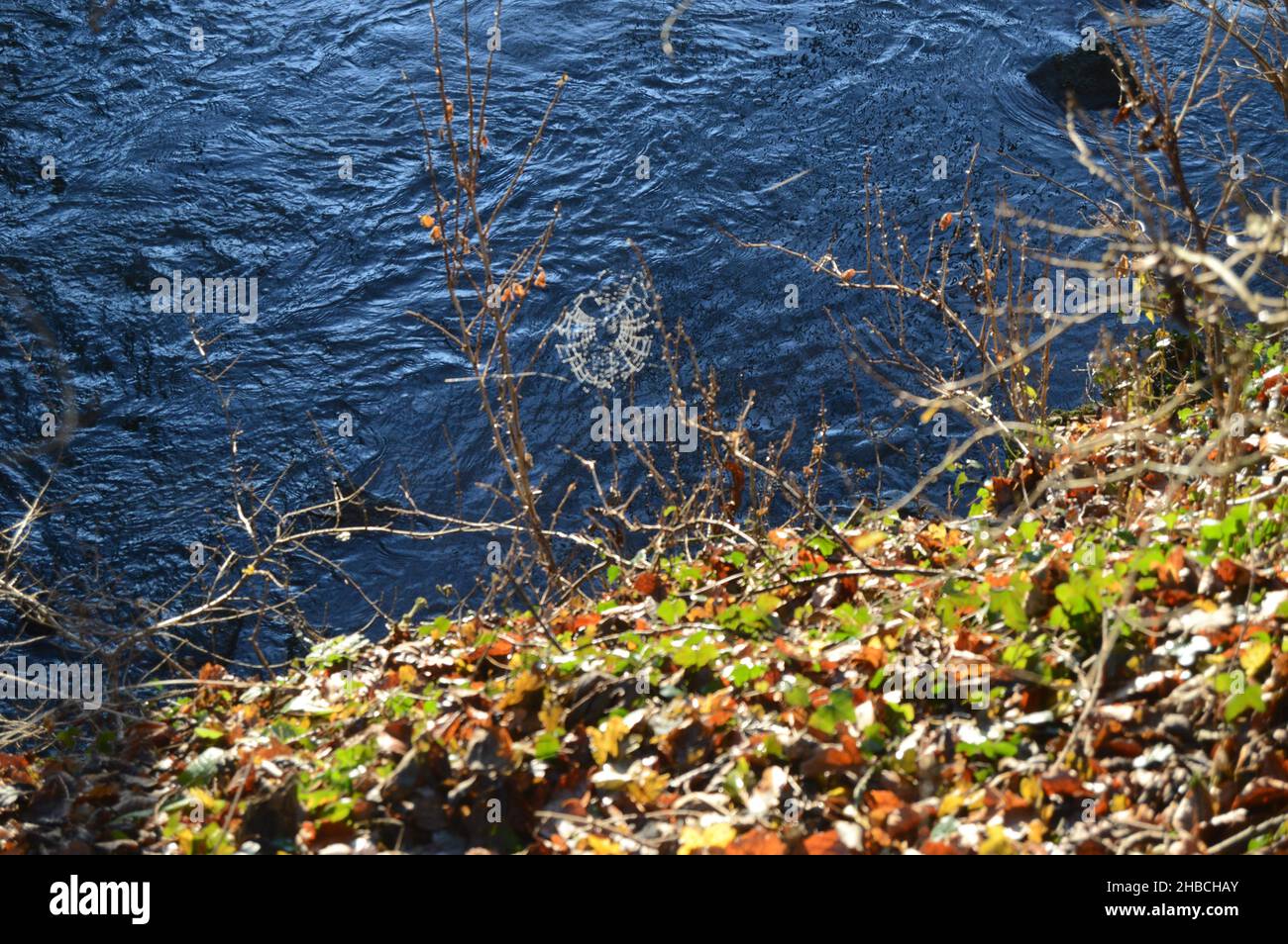 Spiders web glistening against stream on misty winters day at Craighall ...