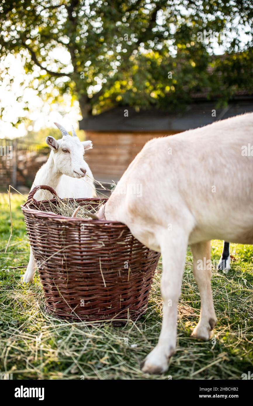 Cute goats on an organic farm, looking happy, grazing outdoors ...