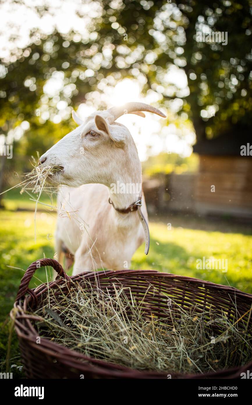 Cute goats on an organic farm, looking happy, grazing outdoors ...