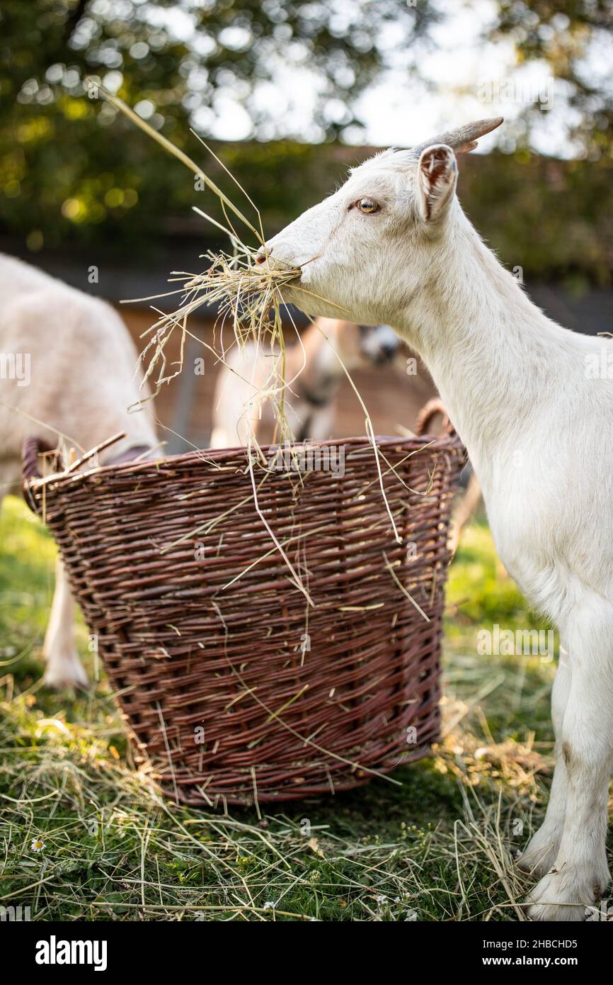 Cute goats on an organic farm, looking happy, grazing outdoors ...