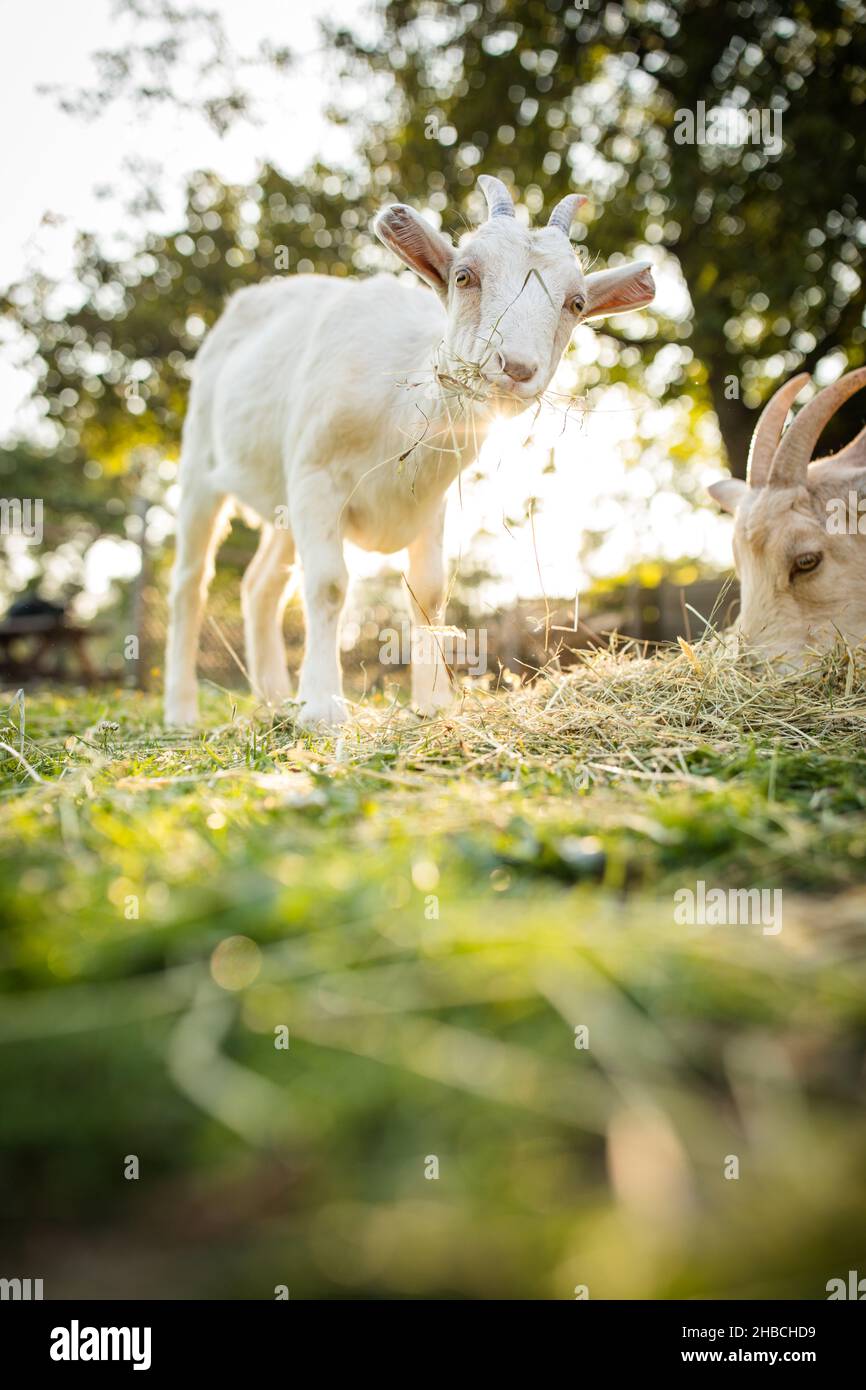 Cute goats on an organic farm, looking happy, grazing outdoors ...