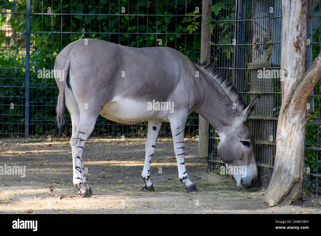 Donkey wildlife , animal zoo Stock Photo - Alamy
