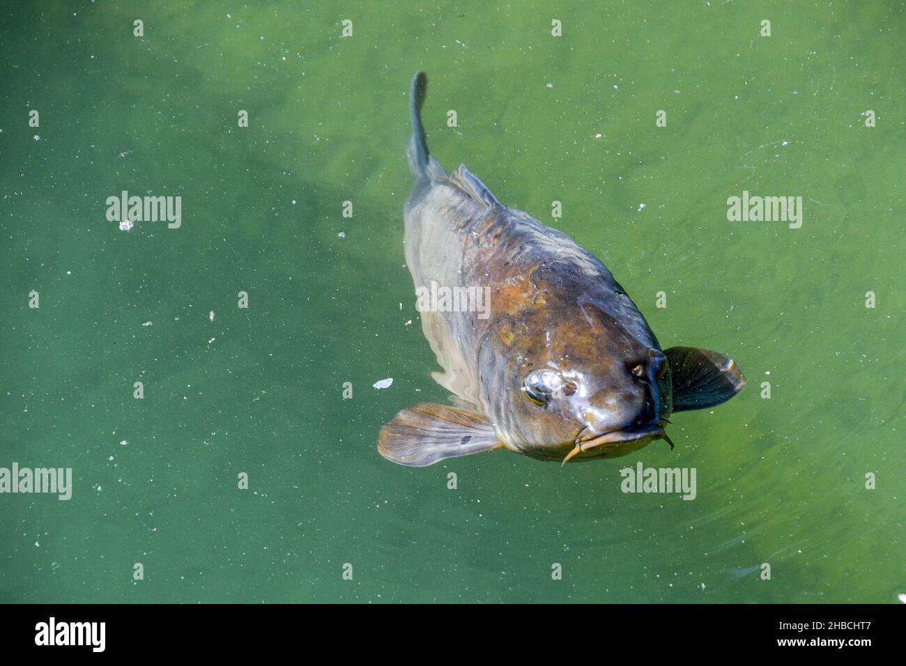 carp fish , water lake Stock Photo - Alamy